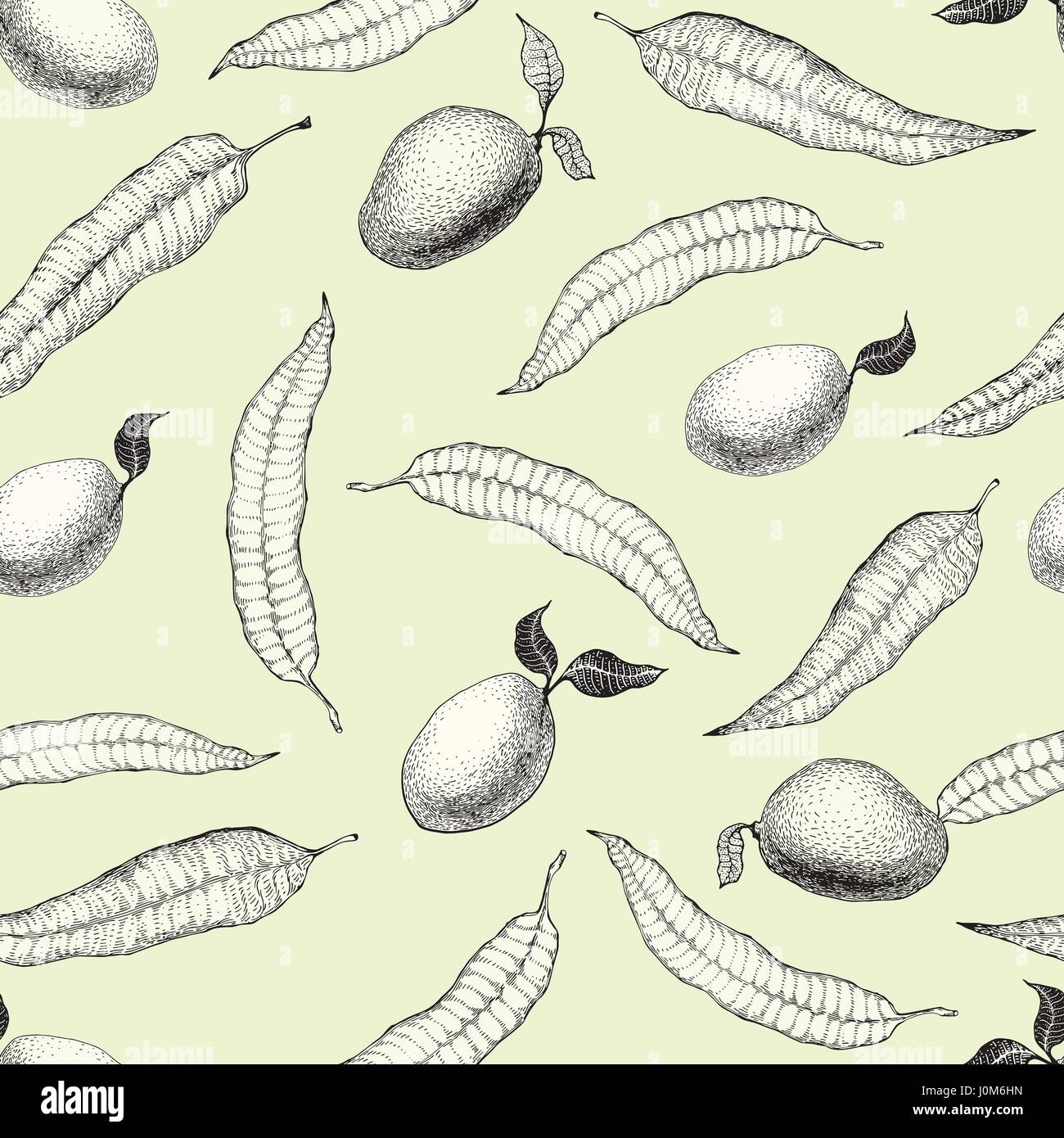 Mango tree vintage seamless pattern. Botanical mango fruit background ...