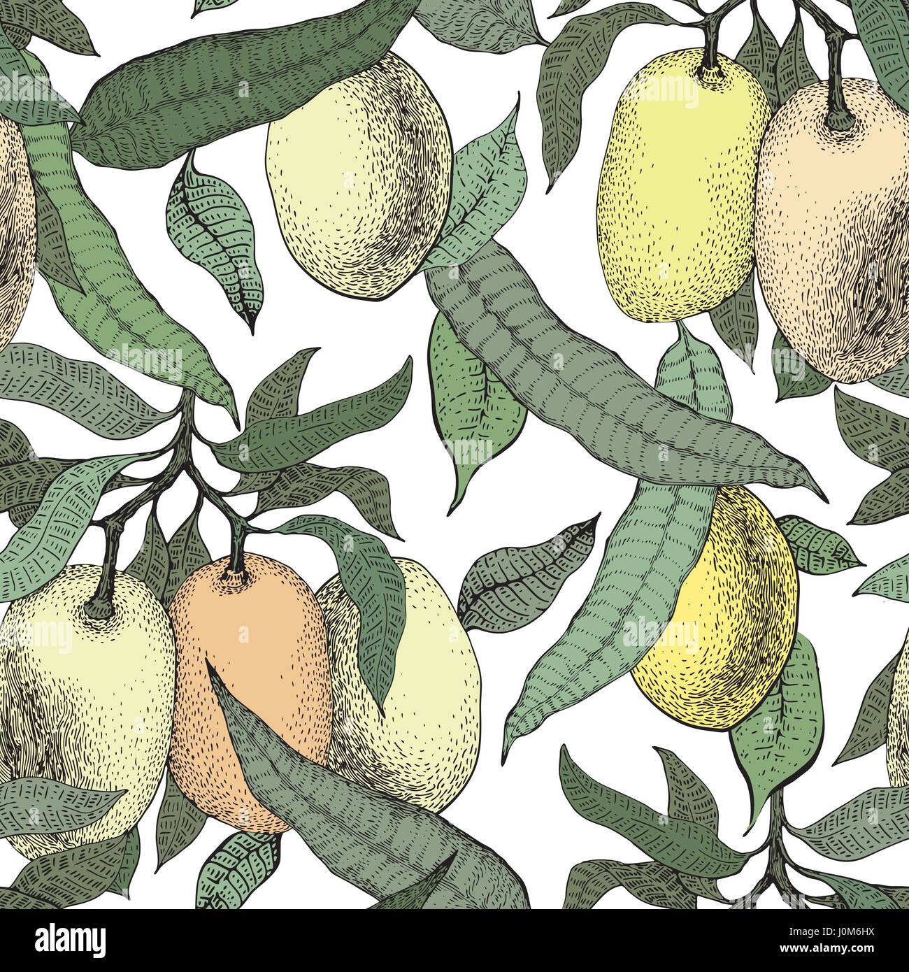 Mango tree vintage seamless pattern. Botanical mango fruit background ...