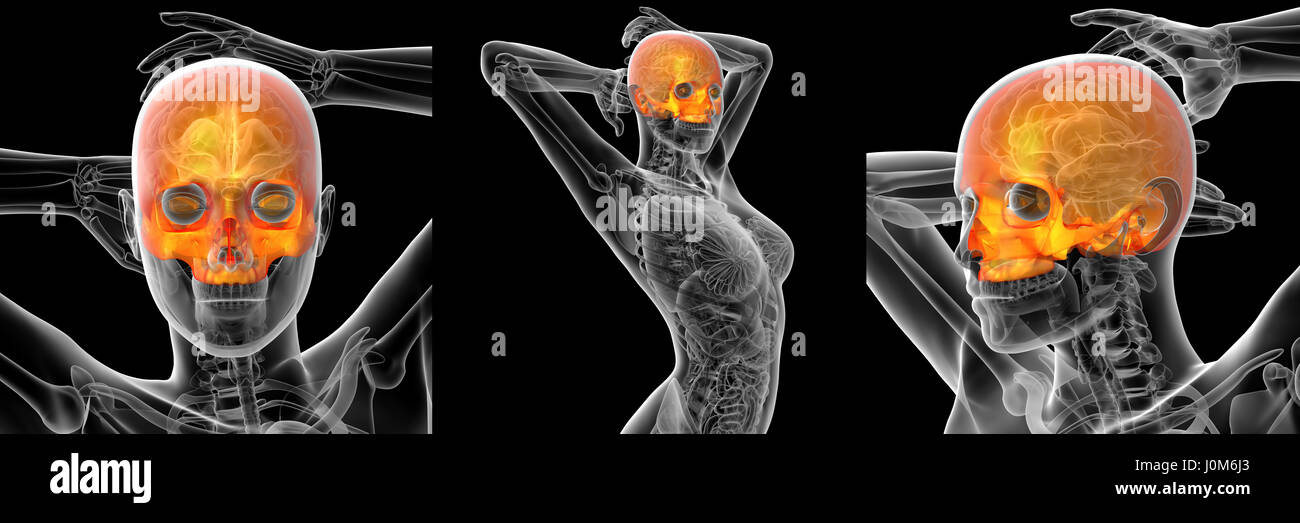 3d rendering medical illustration of the human skull Stock Photo - Alamy