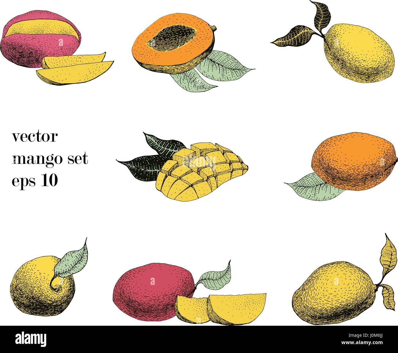 Mango retro illustration set. Botanical mango fruit illustration ...