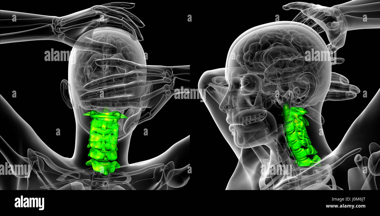 3d rendering medical illustration of the cervical spine Stock Photo - Alamy