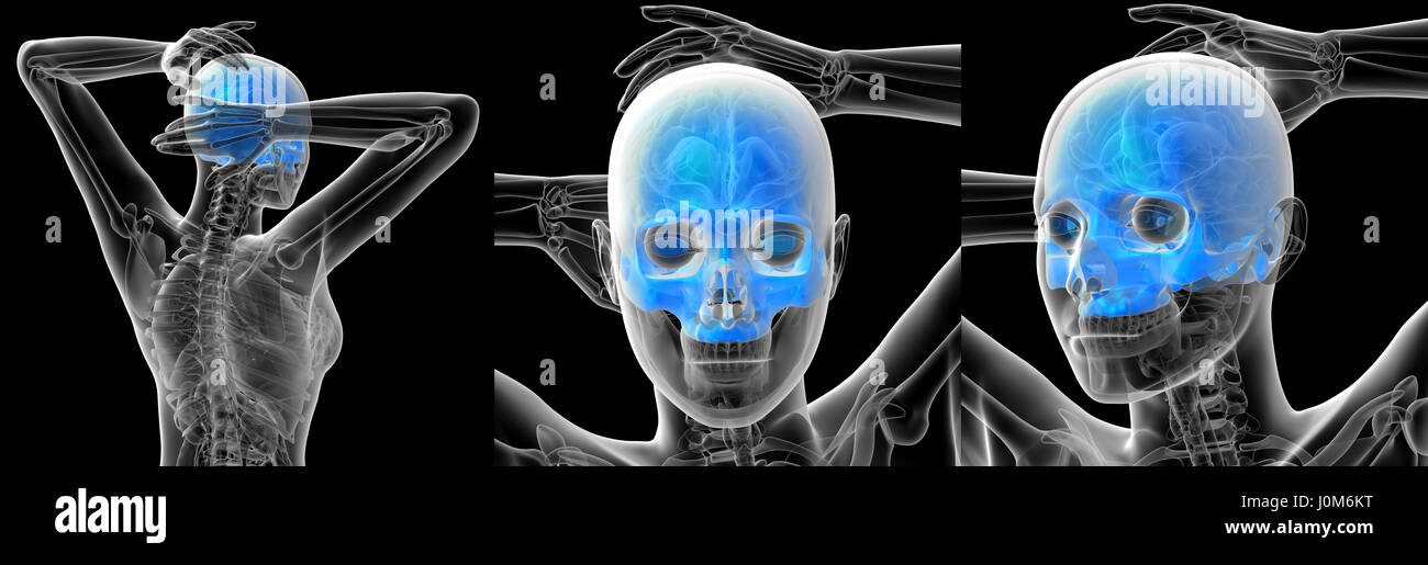 3d rendering medical illustration of the human skull Stock Photo - Alamy
