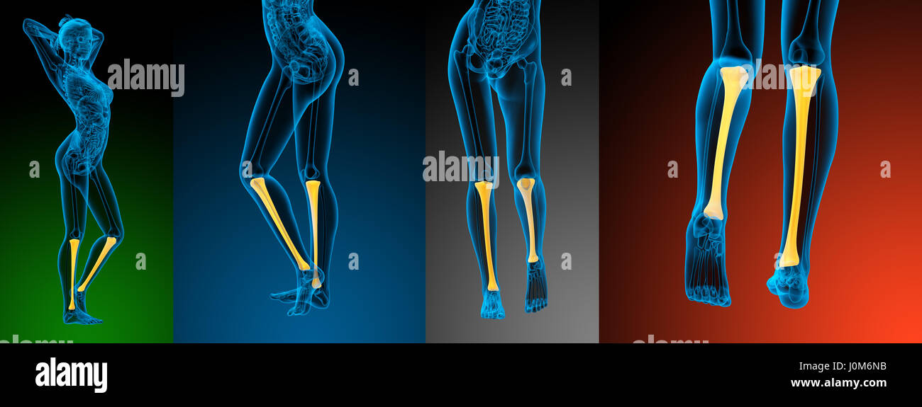 3d rendering medical illustration of the tibia bone Stock Photo - Alamy