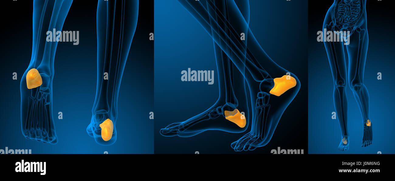 3d rendering illustration of the human calcaneus bone Stock Photo - Alamy