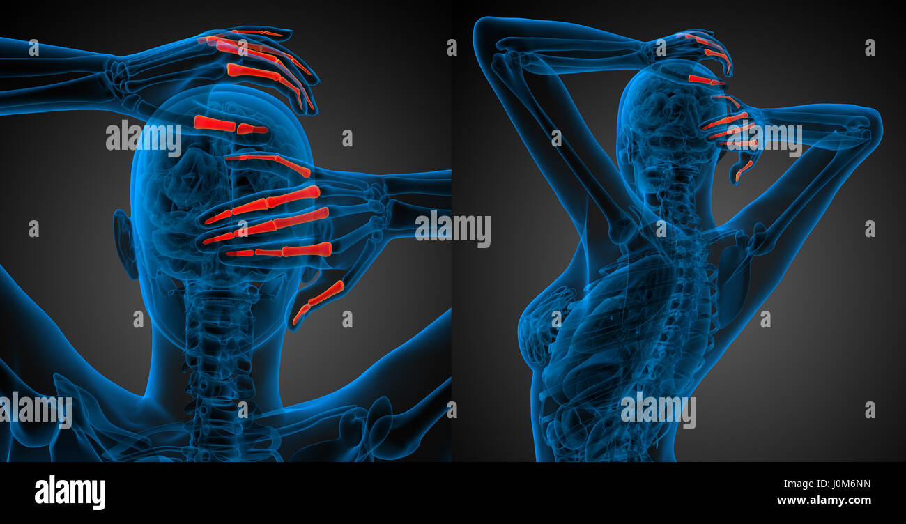 3d rendering illustration of the human phalanges hand Stock Photo - Alamy