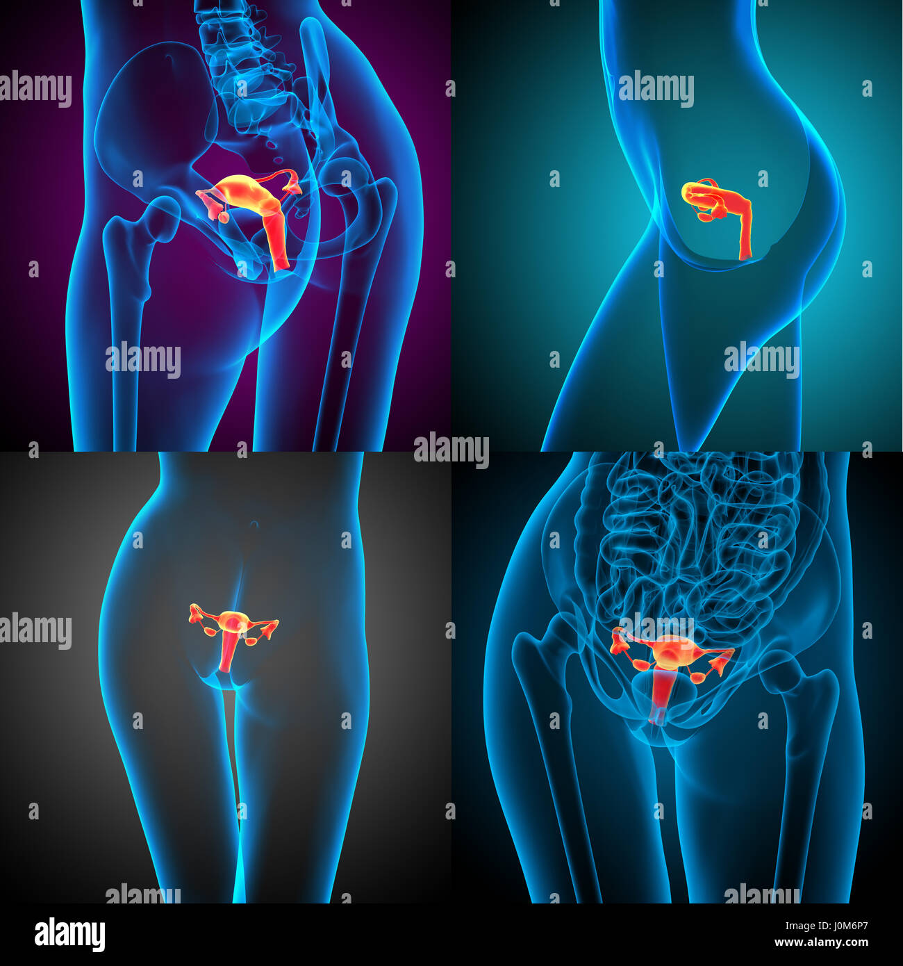 3d Rendering Medical Illustration Of The Reproductive System Stock