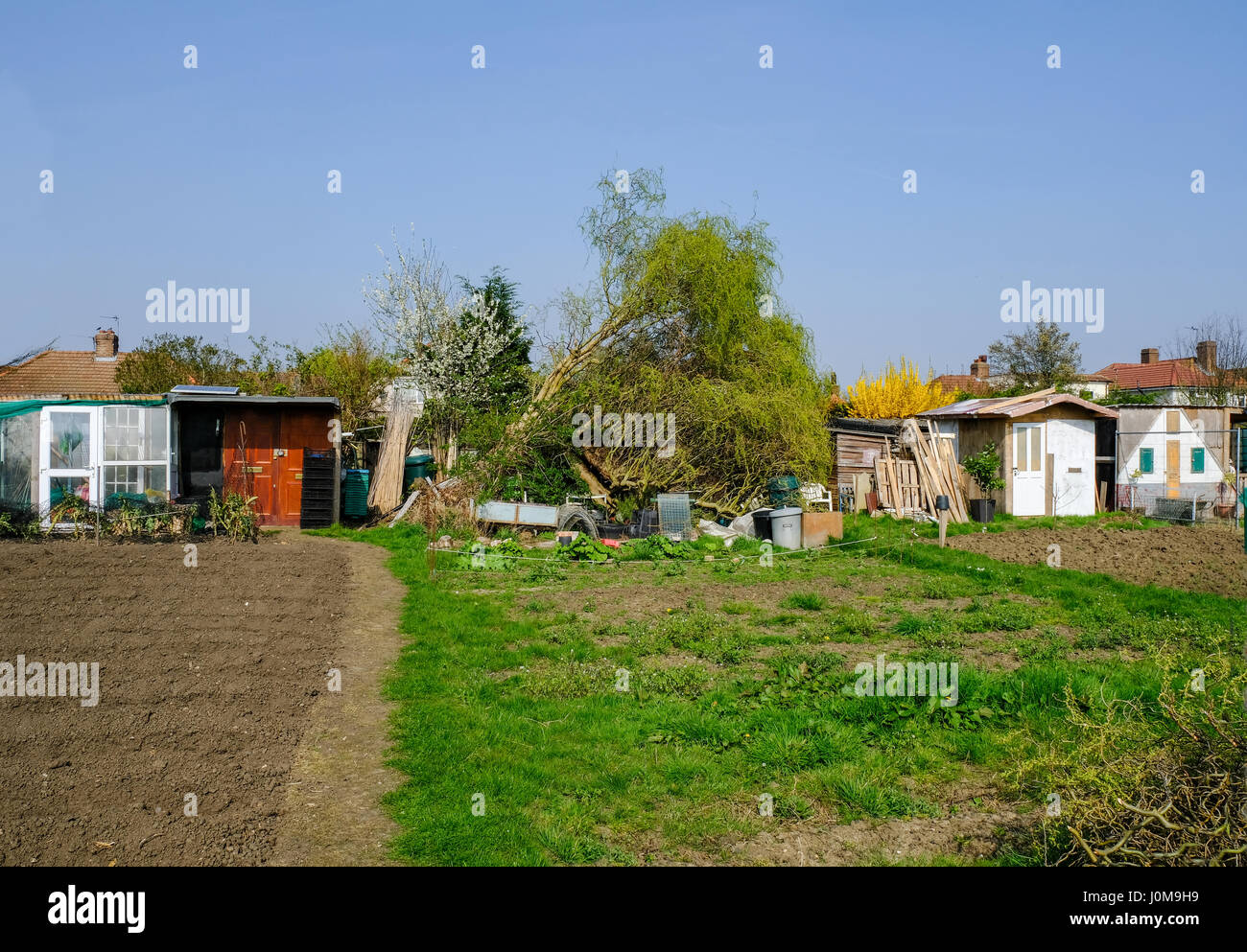 Allotment plots in Spring with fallen tree and working chaos Stock ...