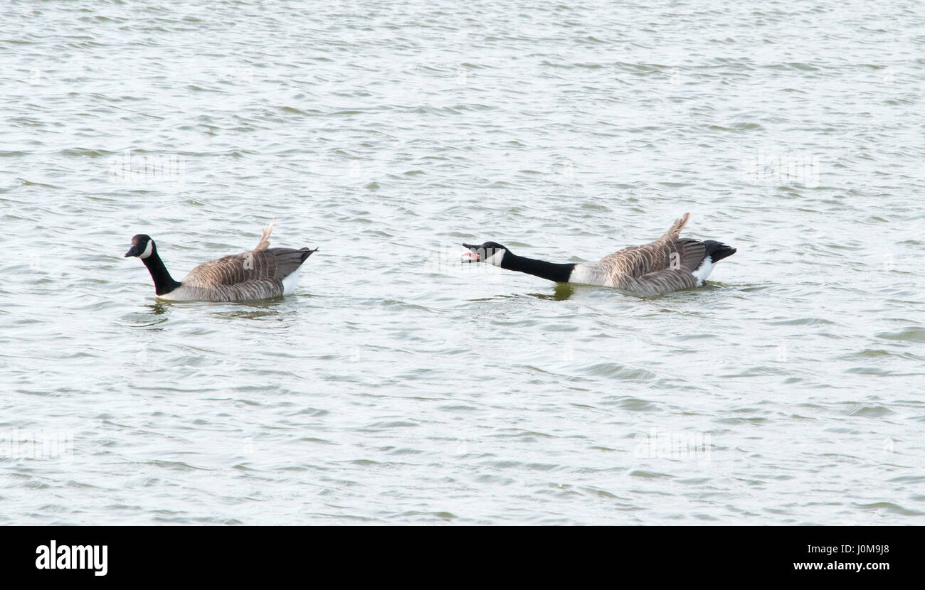 The wild goose chase hi-res stock photography and images - Alamy