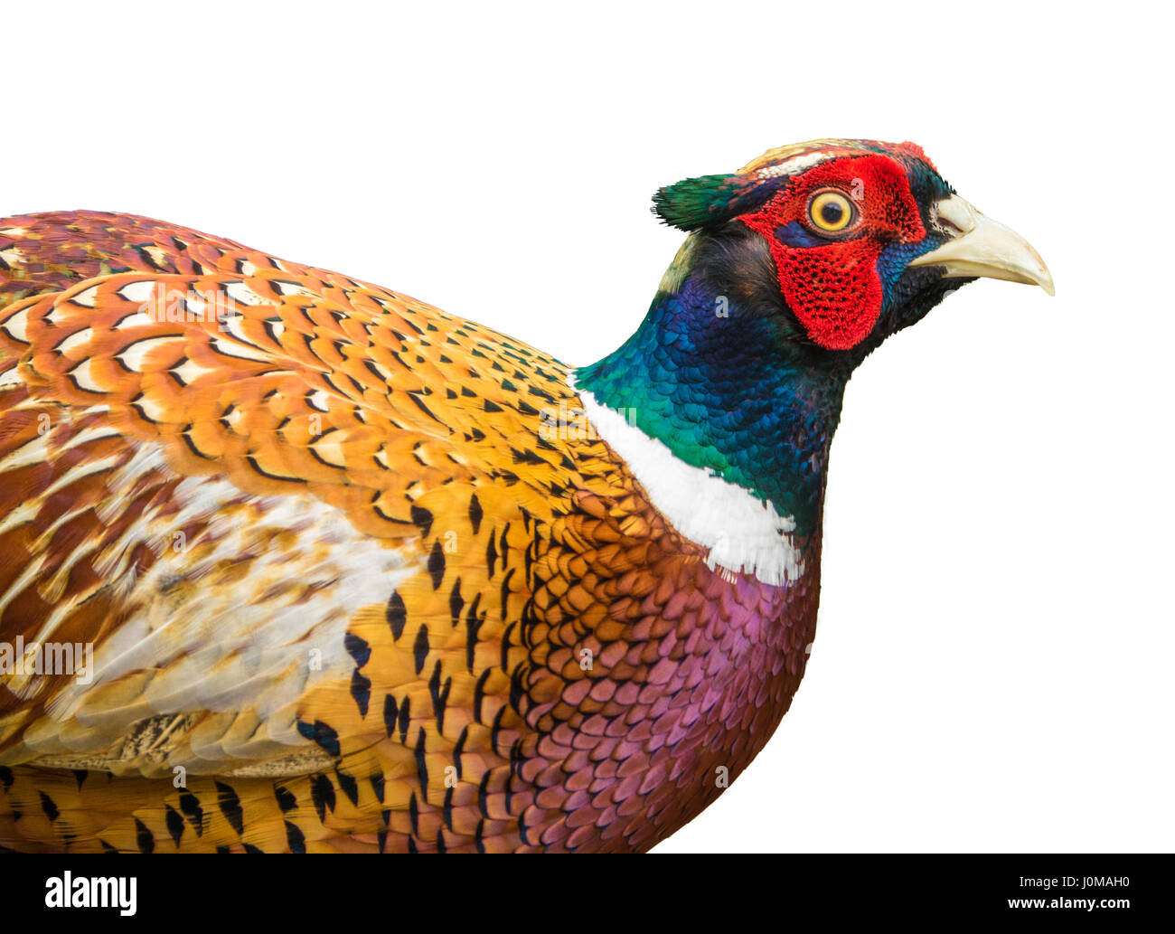 Isolated Detail Of A Male Pheasant Bird Stock Photo - Alamy