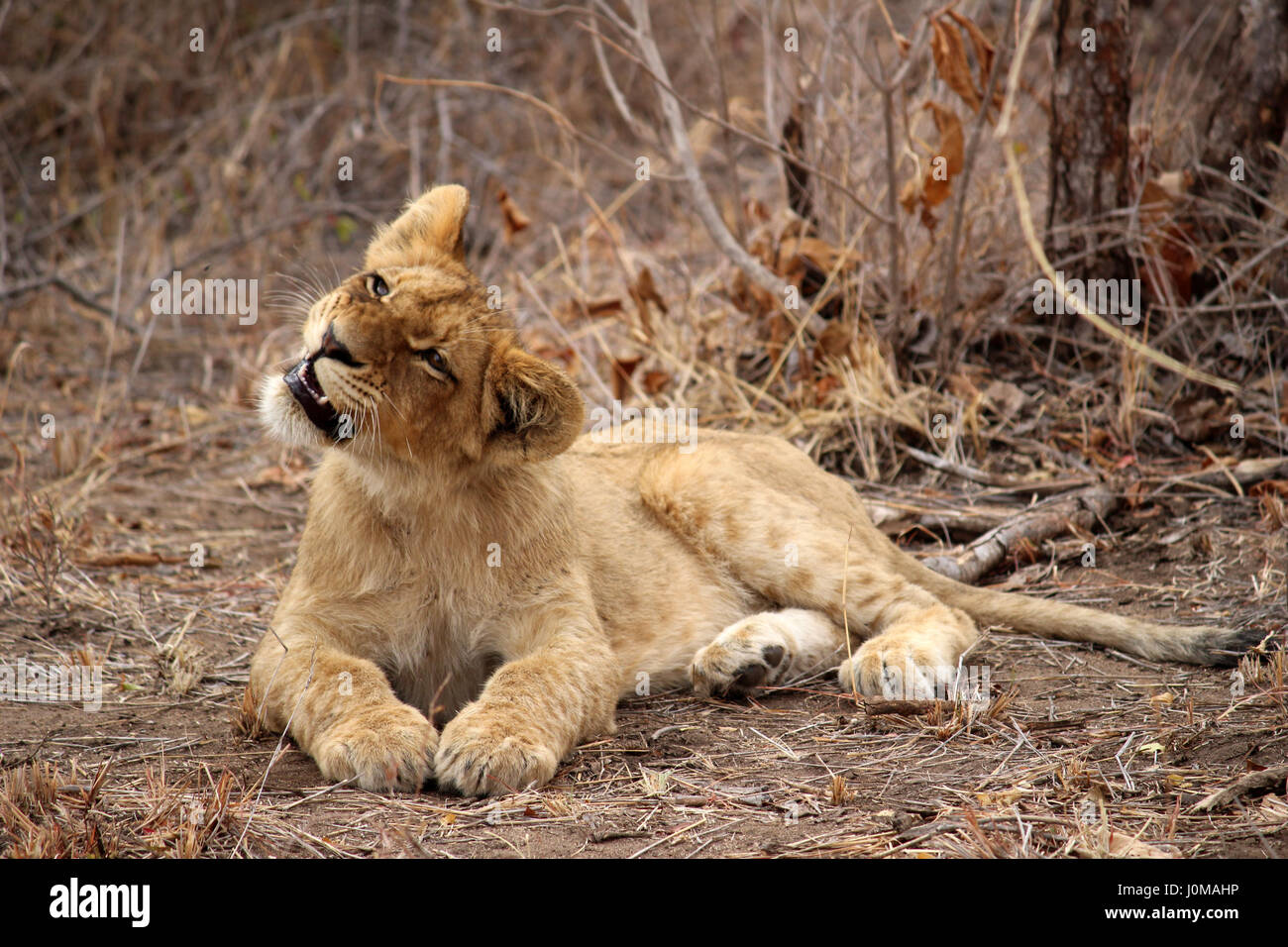 Lion Cub trying to catch a fly with its mouth Stock Photo - Alamy