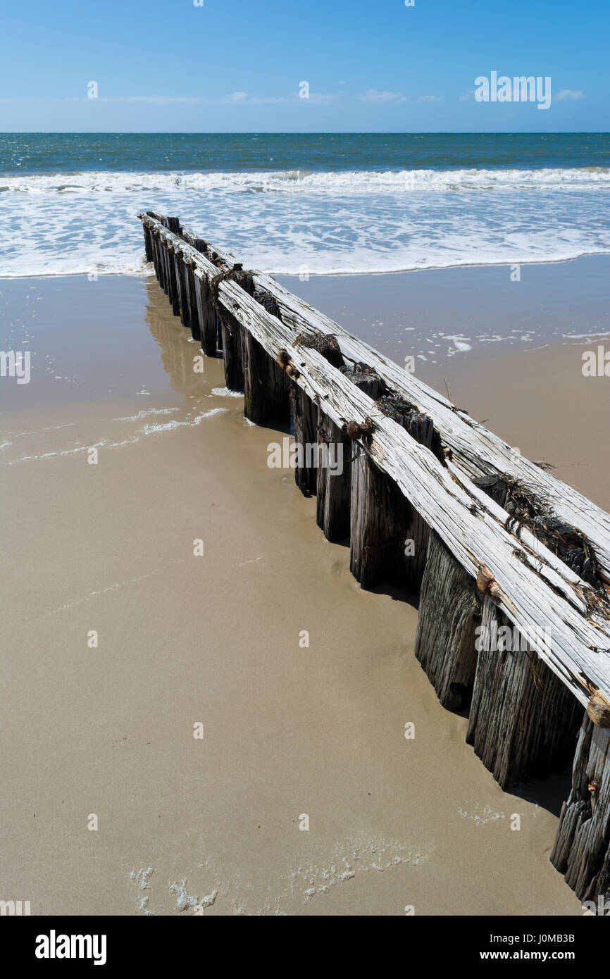Wooden groyne used to help prevent sand erosion juts out at an angle ...