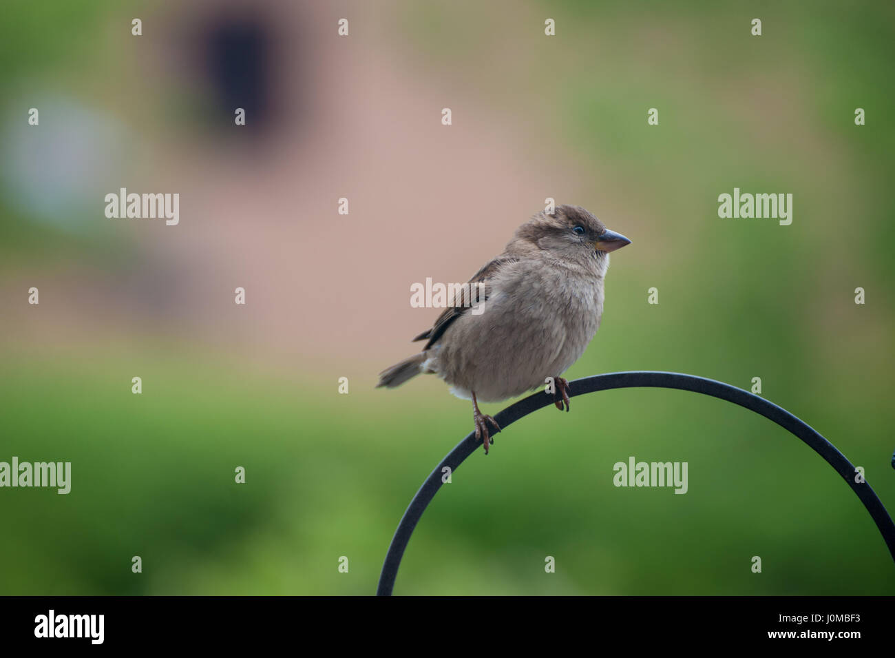 The Great British Garden Wildlife Stock Photo - Alamy