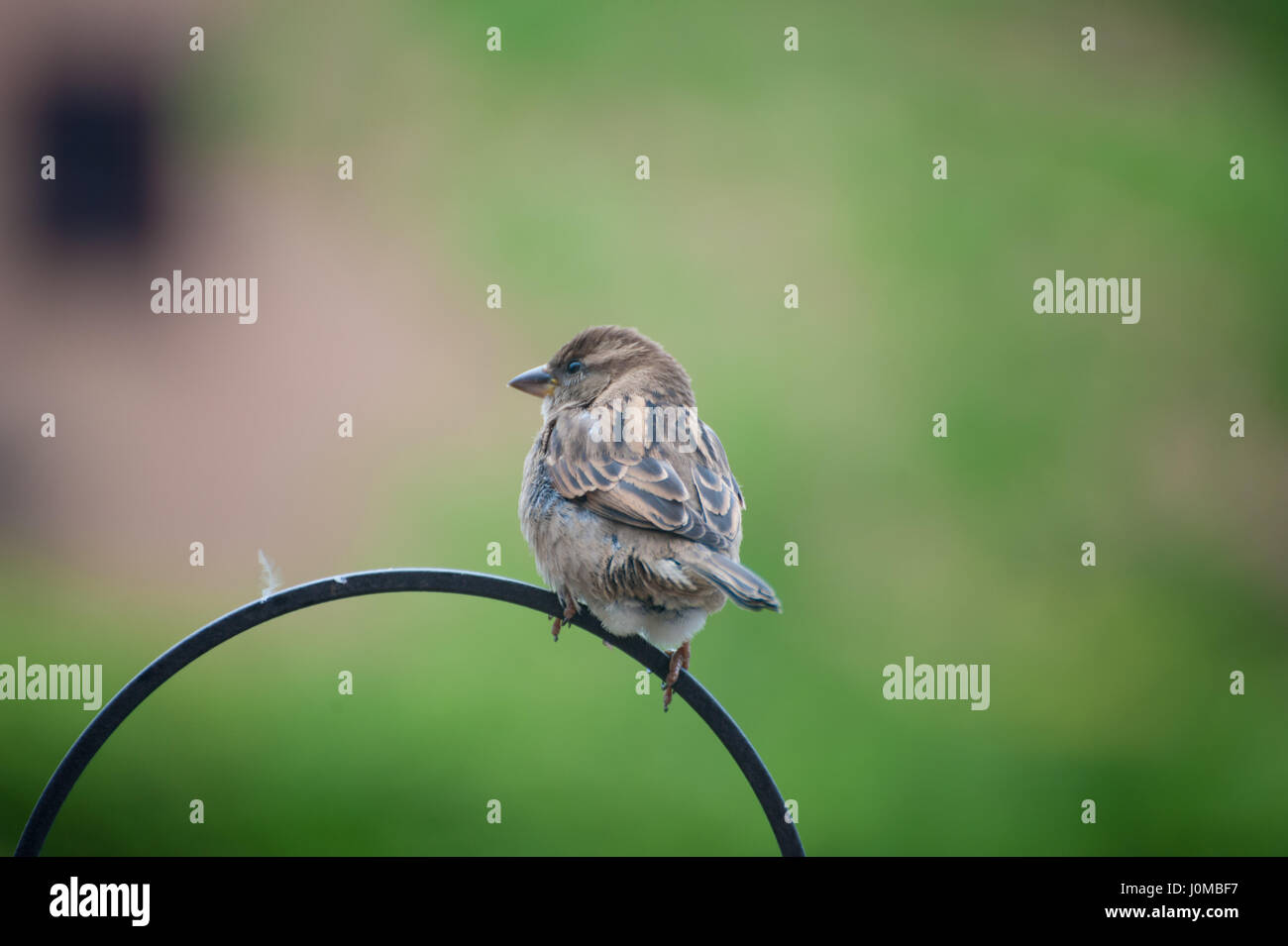 The Great British Garden Wildlife Stock Photo - Alamy