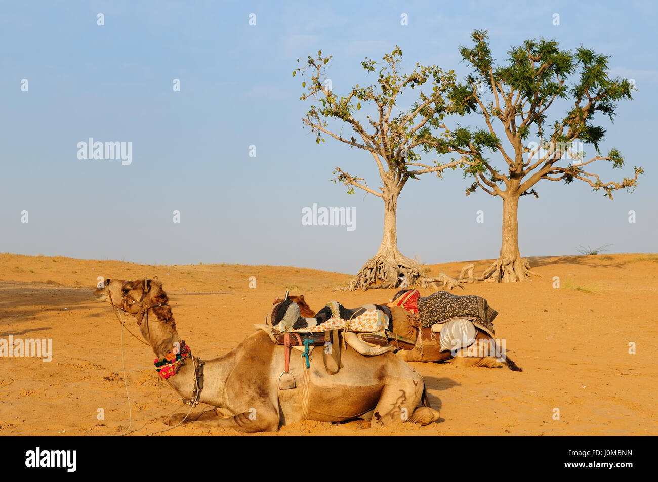 Camel Safari in Puszkar. Rajasthan, India Stock Photo - Alamy