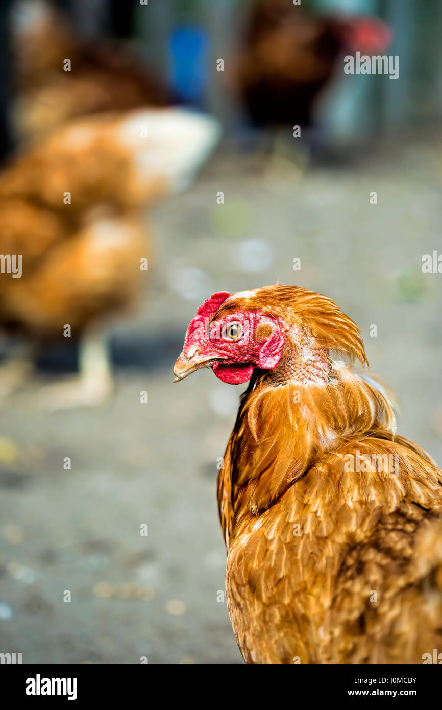 Hen tale hi-res stock photography and images - Alamy