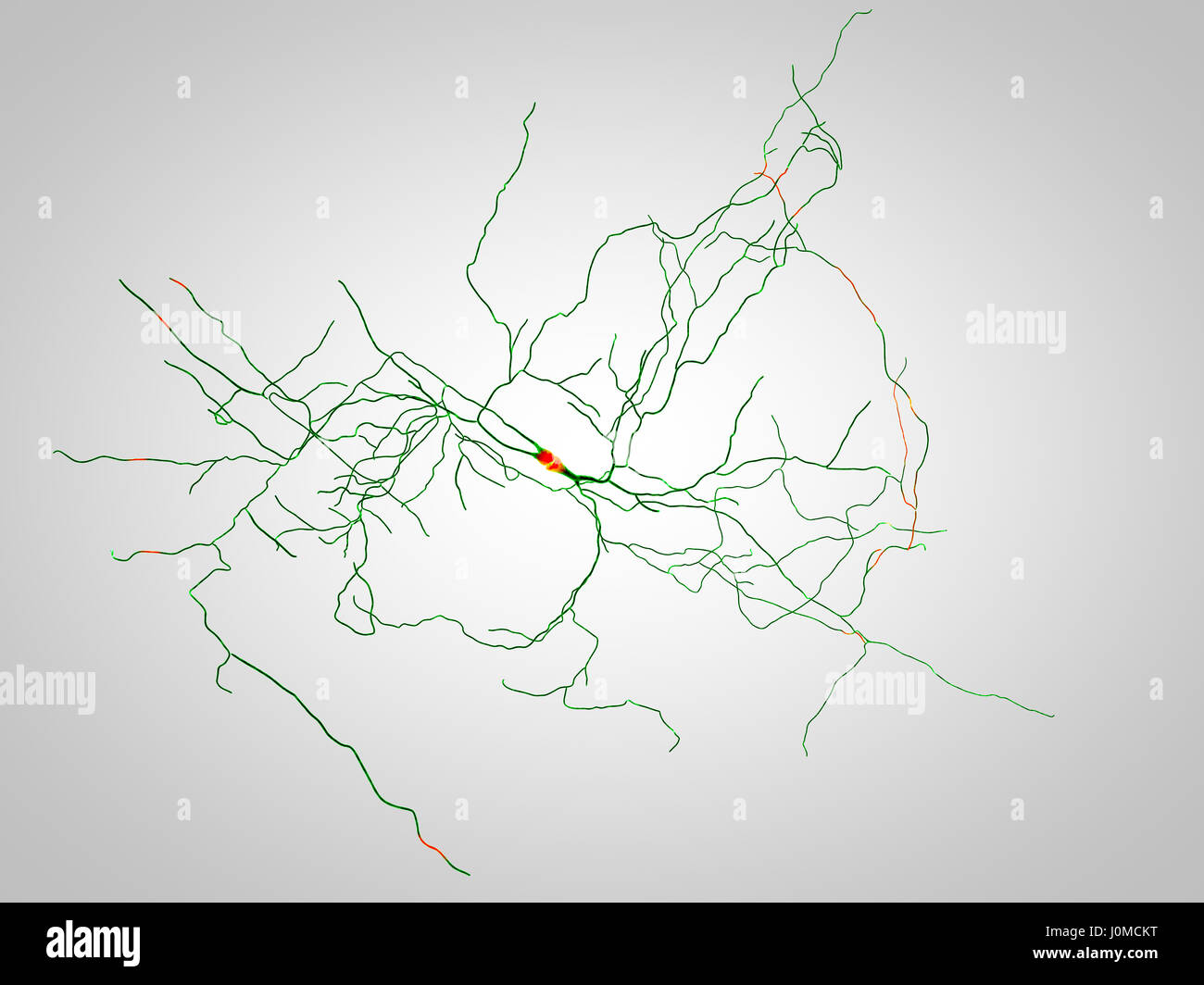 Brain, neurons, synapses, neural network circuit of neurons, degenerative diseases, Parkinson ...