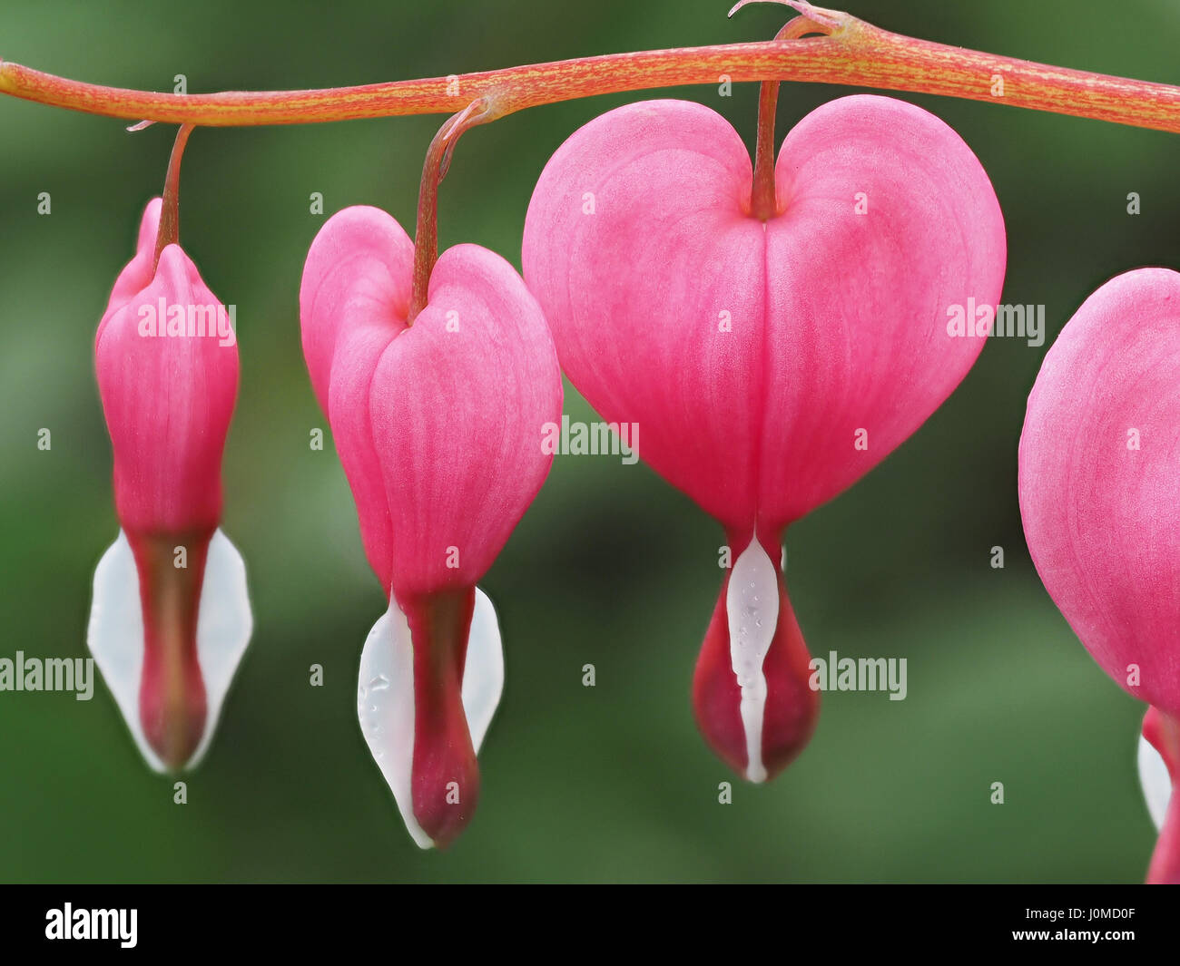 Spring flowers series, Bleeding Heart flower, Dicentra spectabilis ...