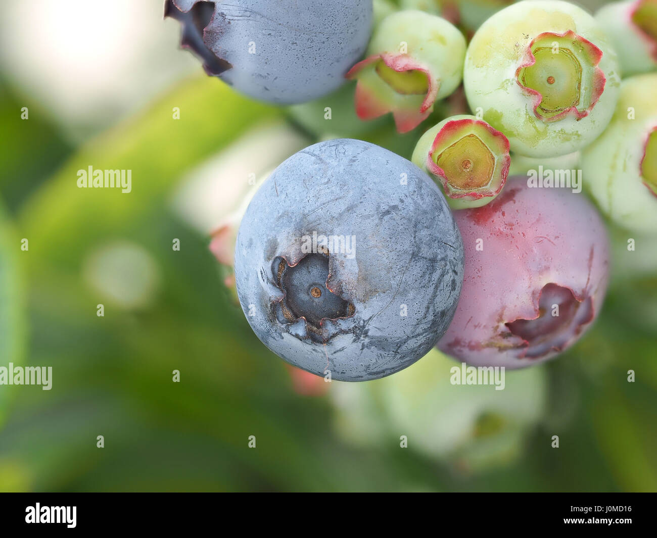 Blueberry in nature hi-res stock photography and images - Alamy