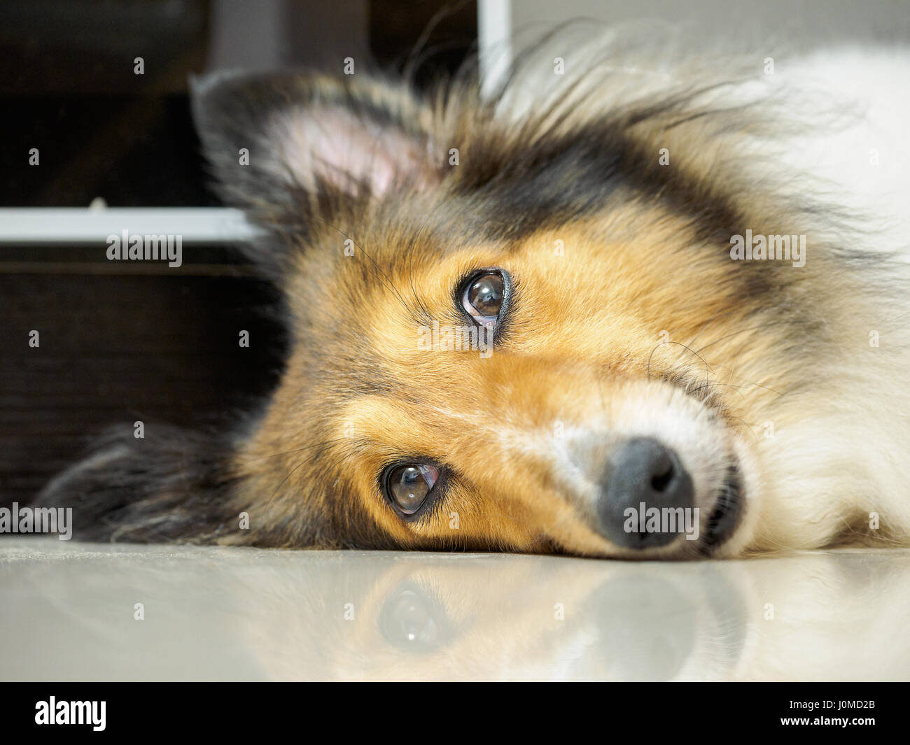 Close-up face of cute sheepdog sleep on one's side (lean) with eyes ...