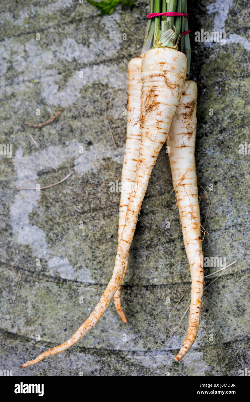 Raw parsnip root Stock Photo - Alamy