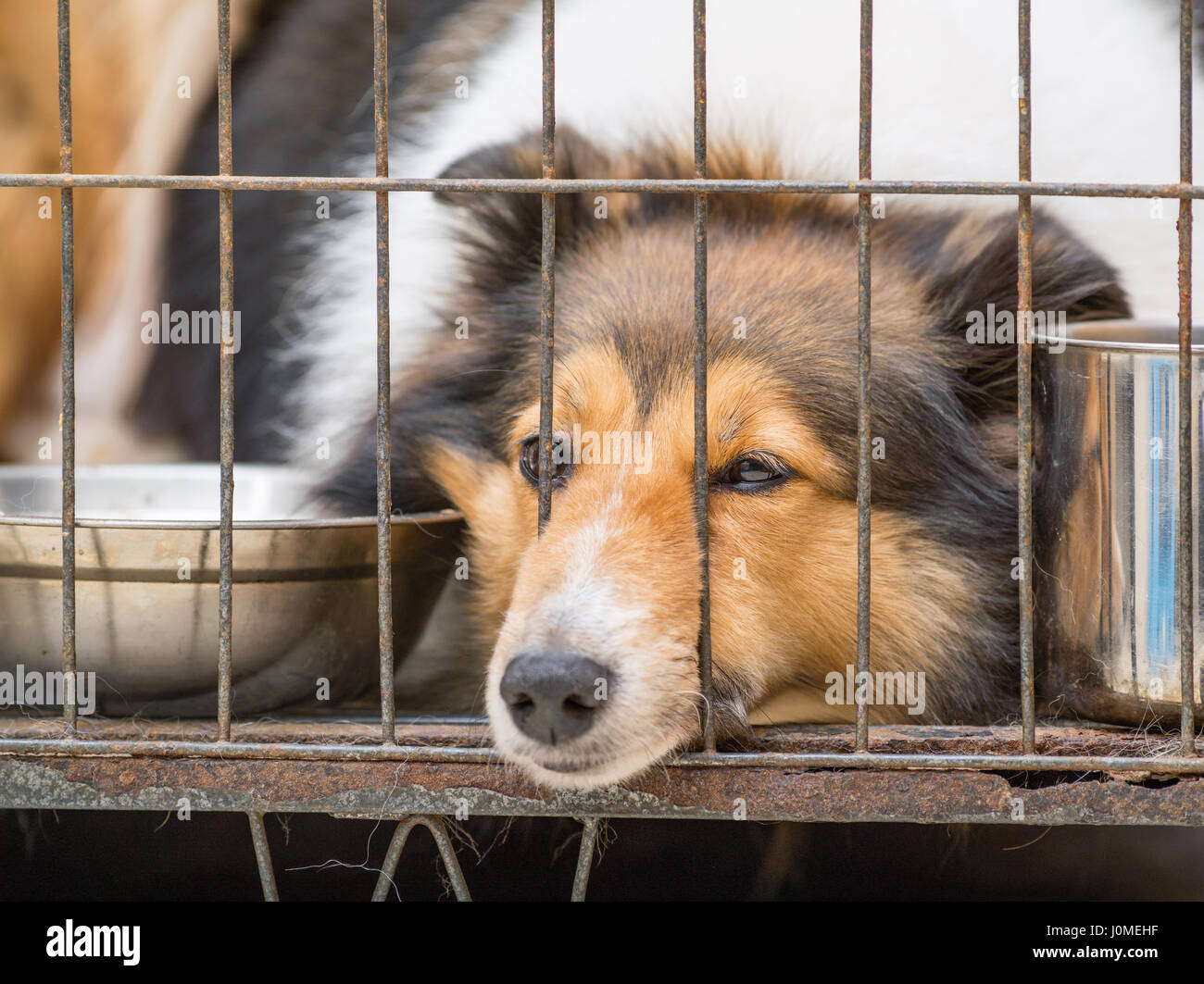 Cage dog border hi-res stock photography and images - Alamy