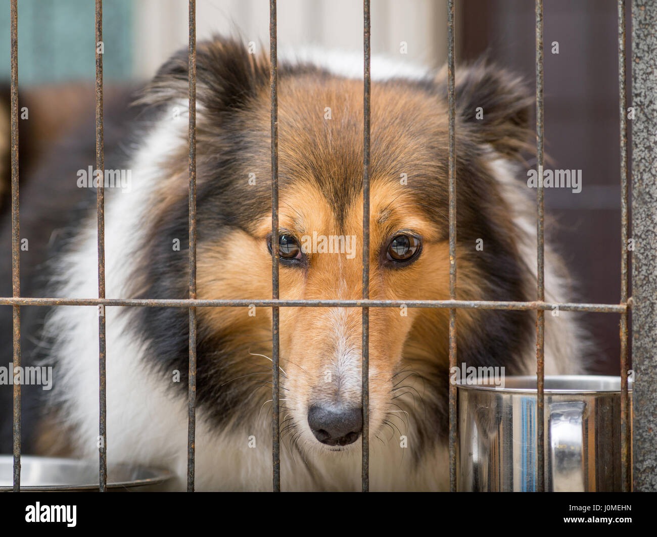 Cage dog border hi-res stock photography and images - Alamy