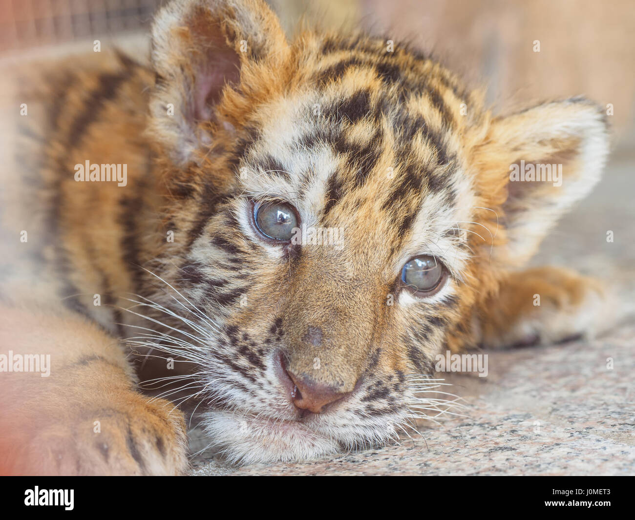 Portrait of manchurian tiger cub Stock Photo - Alamy