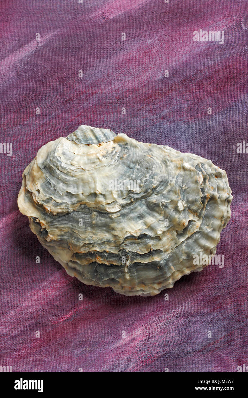 Oyster shell over painted textile background. Copy space, overhead view ...