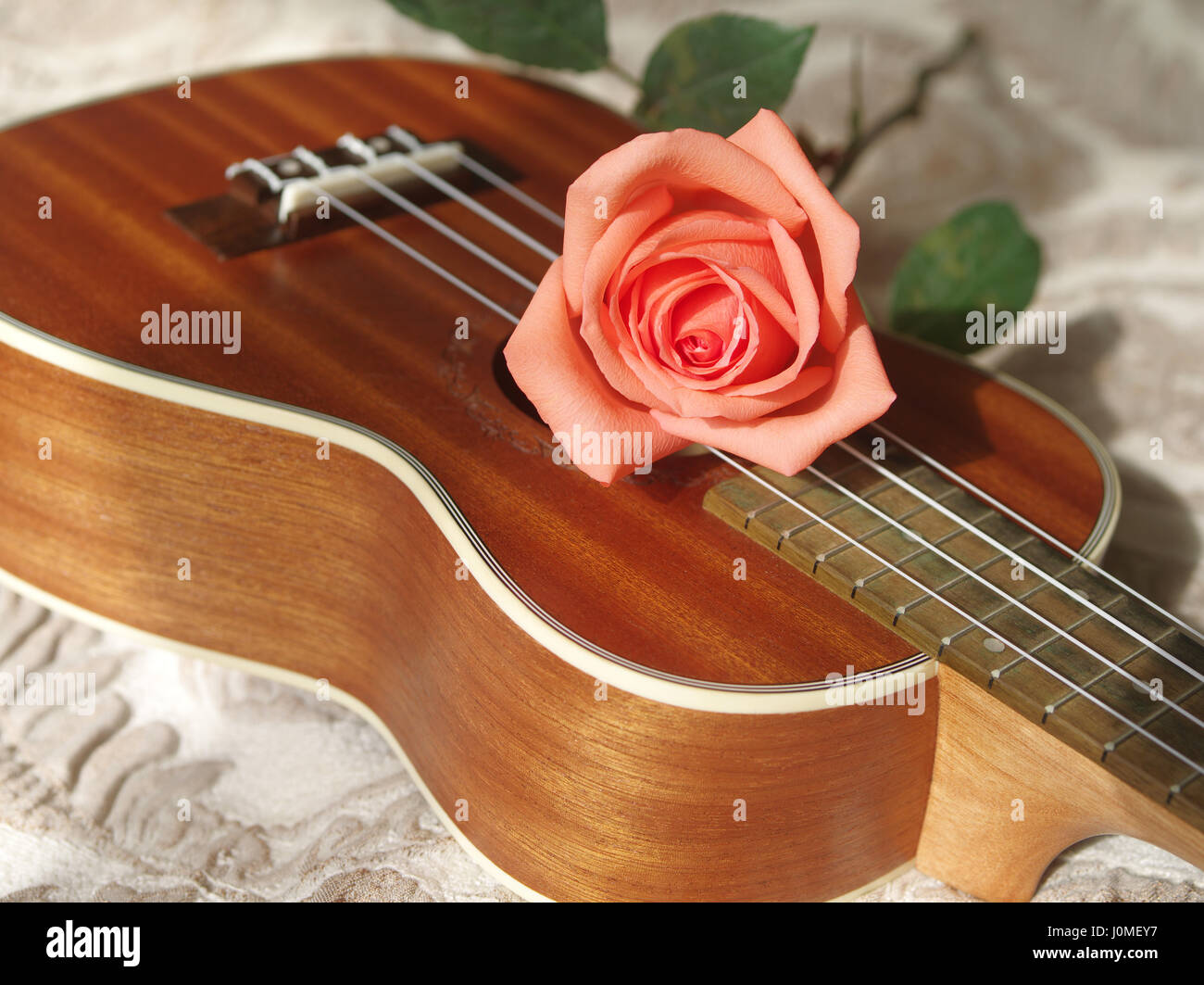 All that jazz rose hi-res stock photography and images - Alamy