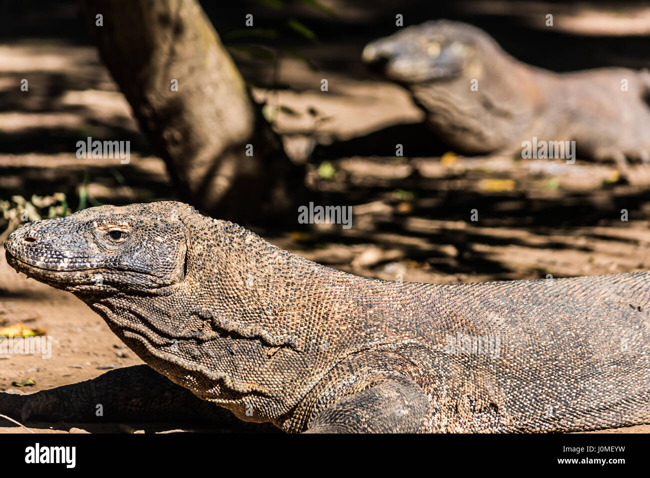 Big lizard hi-res stock photography and images - Alamy