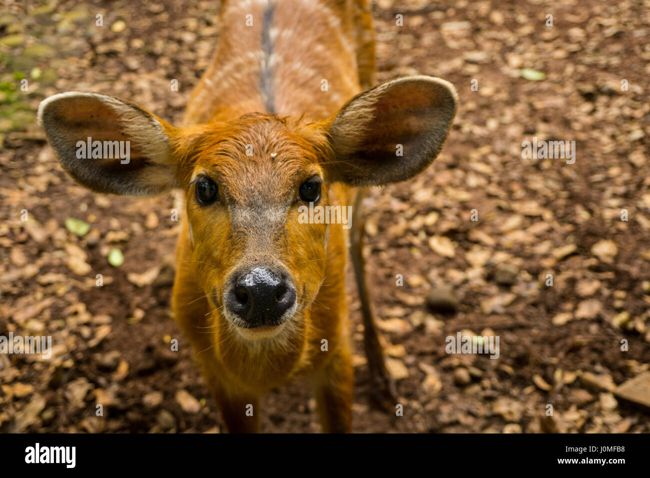 a striped deer sitatunga tragelaphus spekii with big ear photo taken in ...