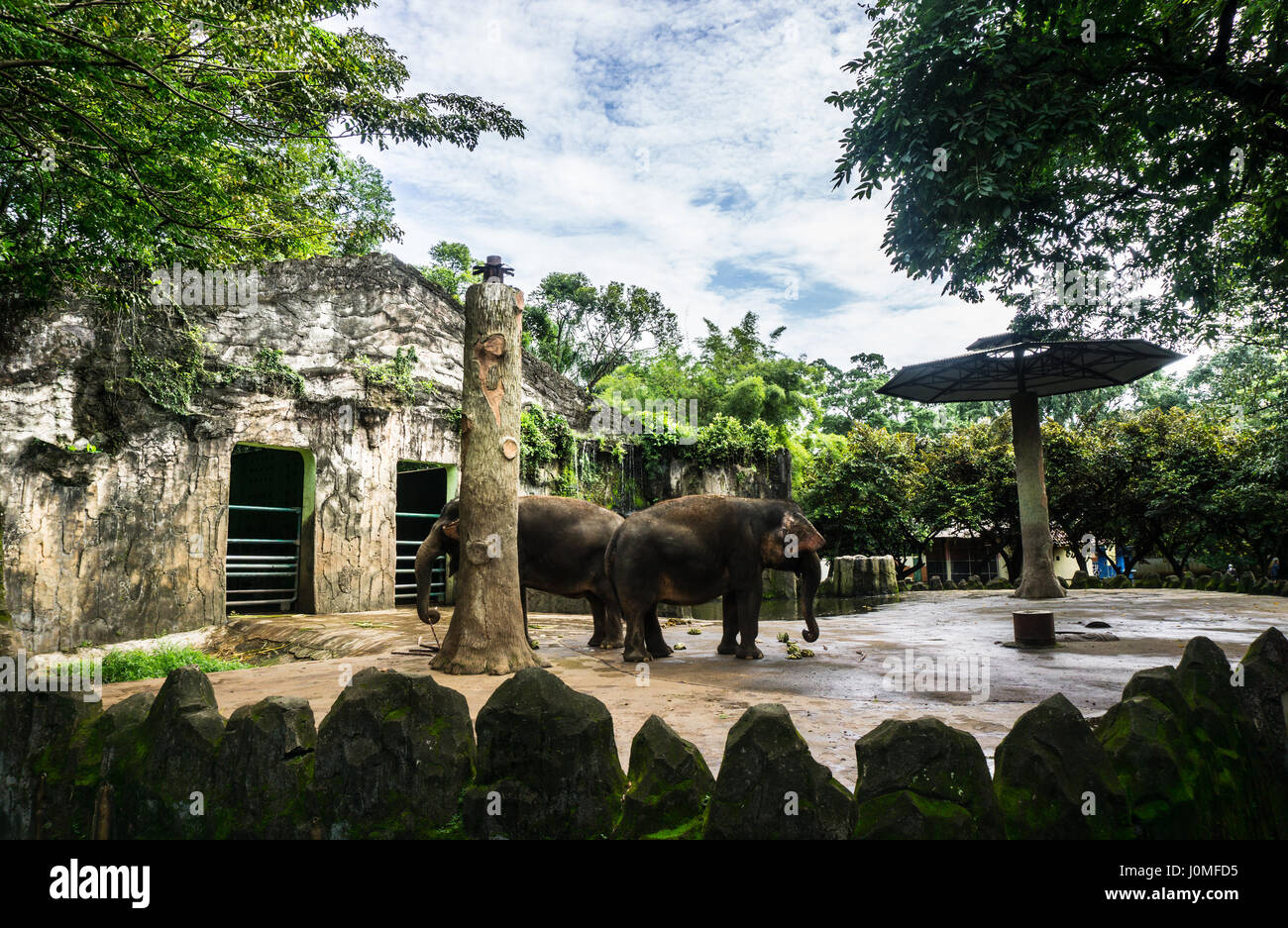 two big elephants in the cage surrounding by rocks photo taken in ...