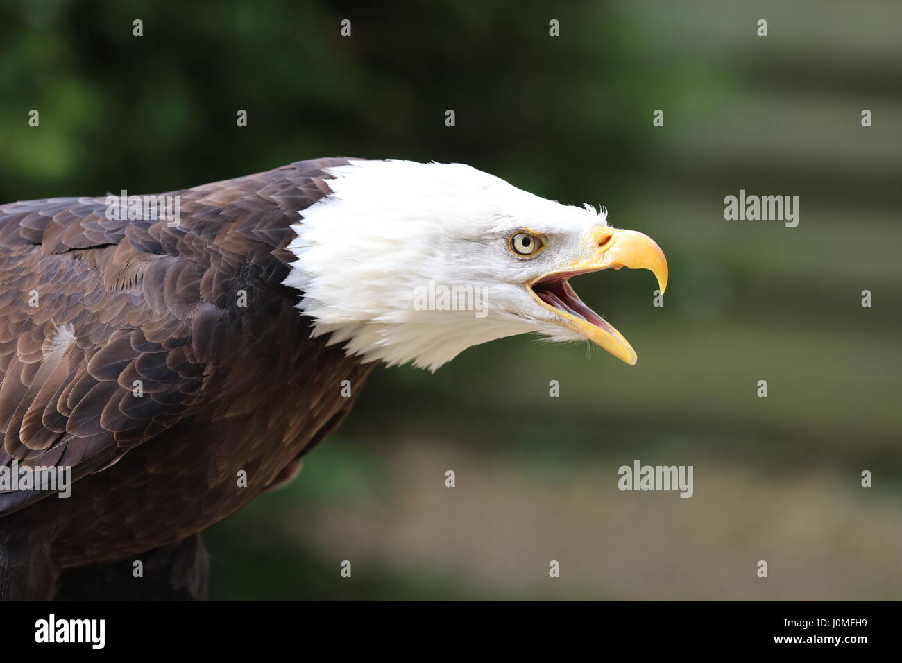 Close up of a Bald Eagle calling Stock Photo - Alamy