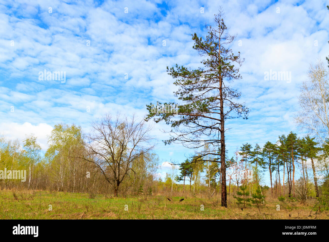 Single lone fir tree hi-res stock photography and images - Alamy