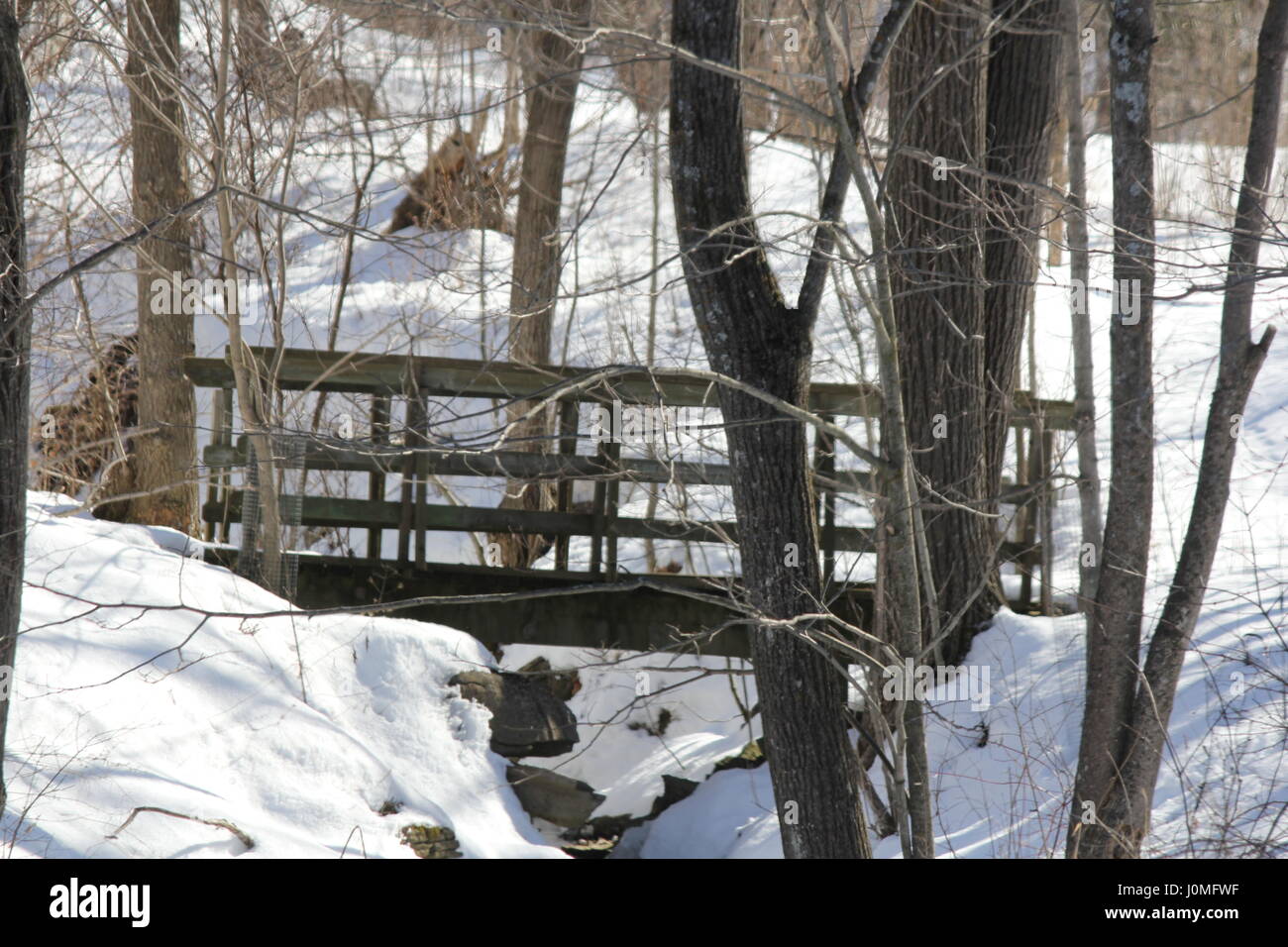 Little wooden walk bridge spanning a deep crevice full of rocks, water ...