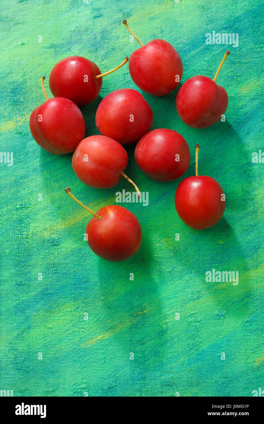 Mirabelle prune prunus domestica hi-res stock photography and images ...