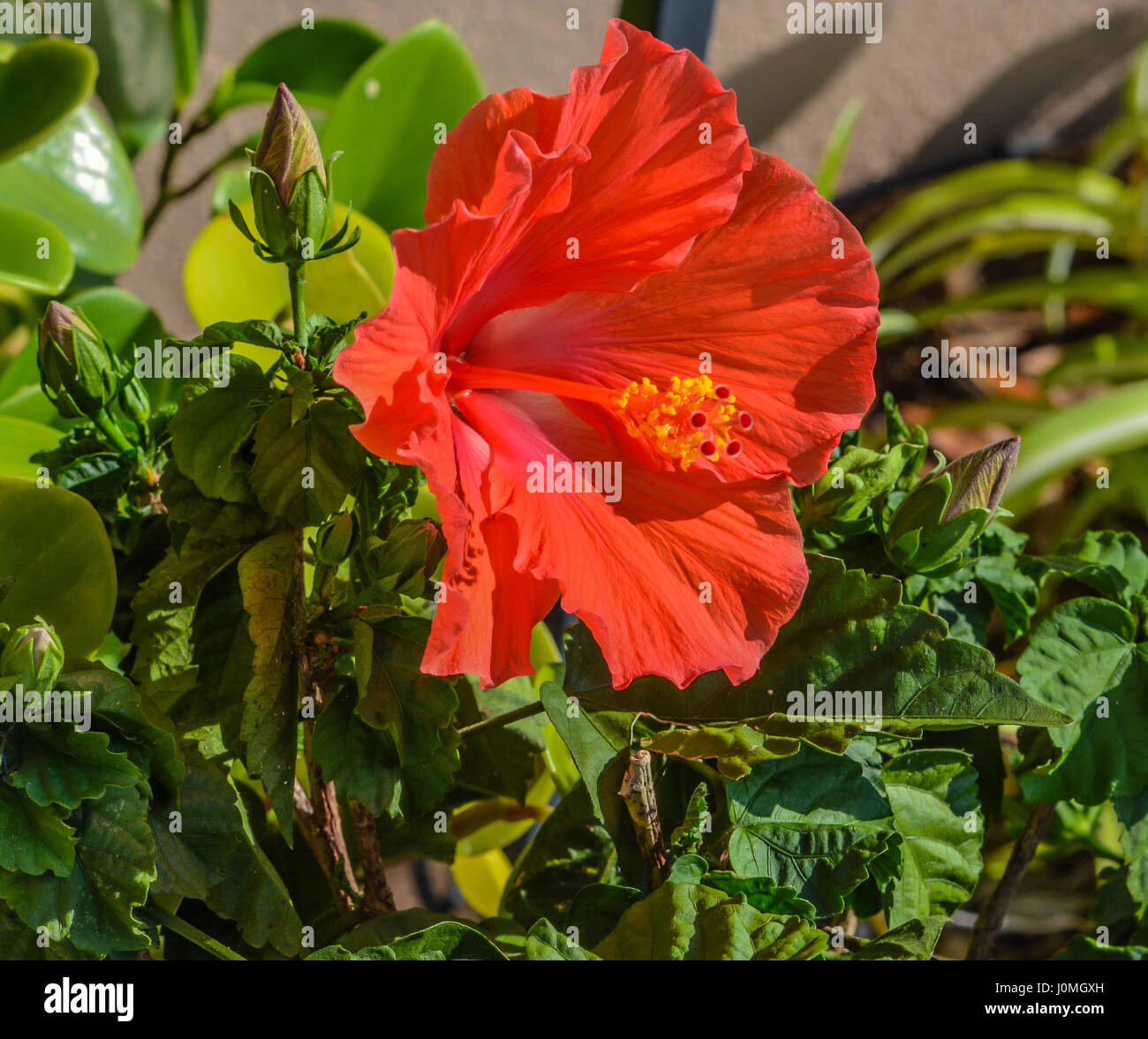 A Hibiscus (Hibiscus Rosa-Sinensis) blooming in Largo, Florida Stock ...