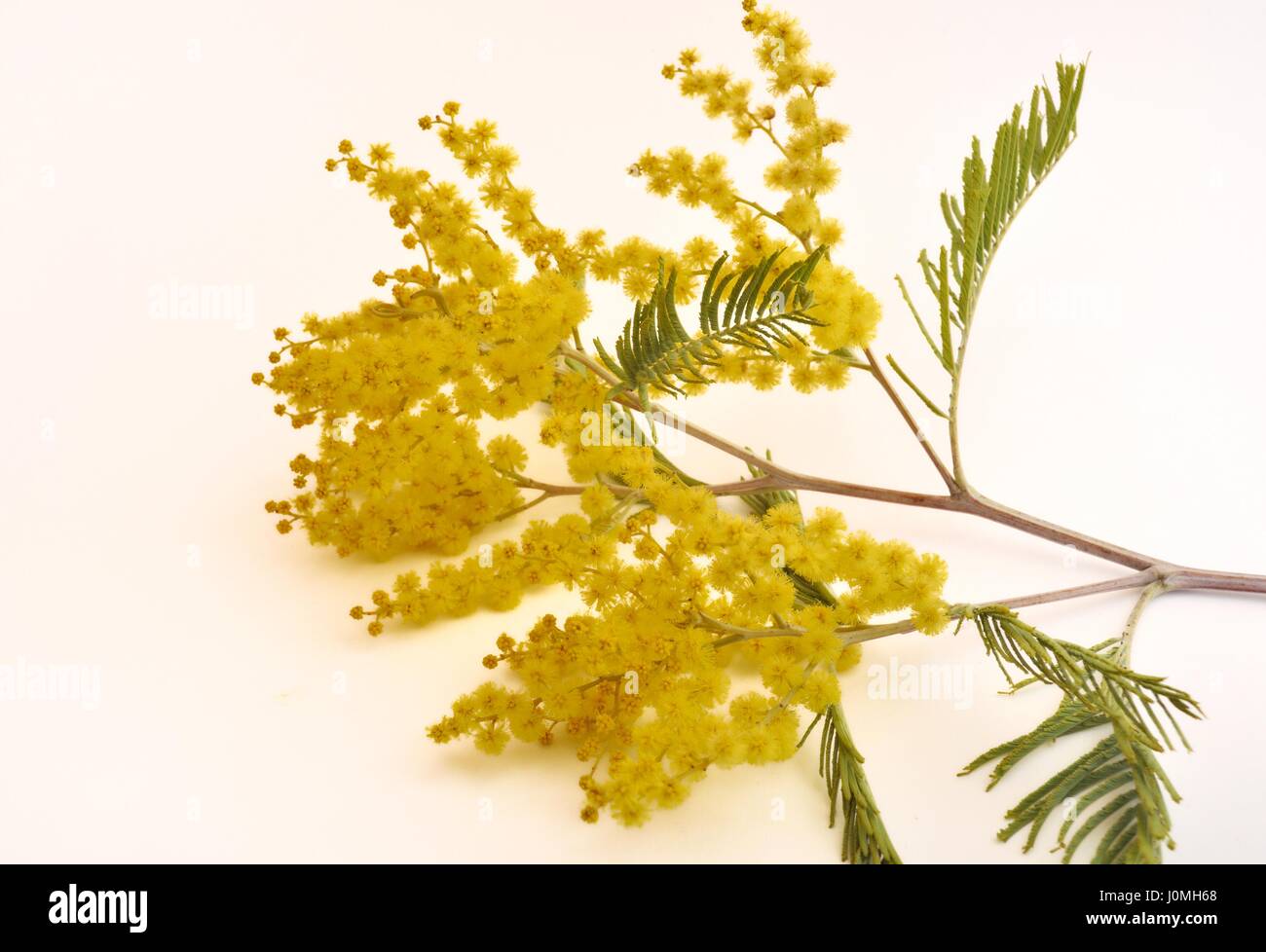 mimosa flowers studio shot Stock Photo - Alamy