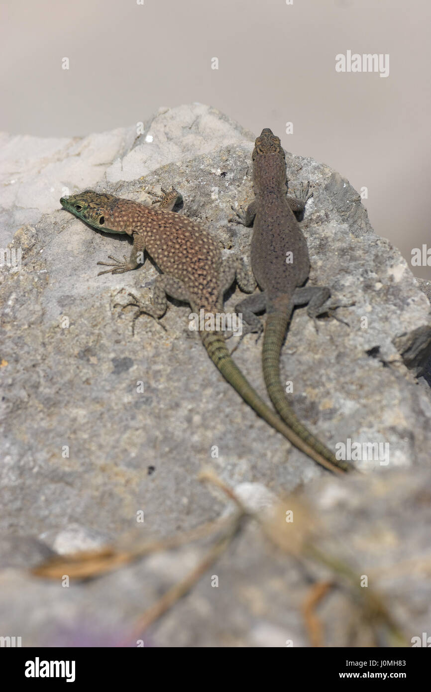 Two sharp-snouted rock lizards on the rock, Mljet island, Croatia Stock ...