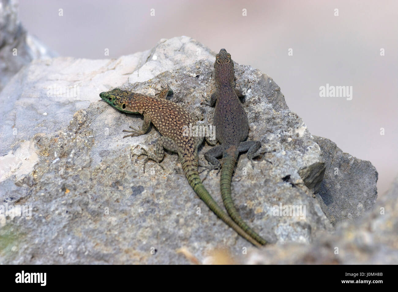 Two sharp-snouted rock lizards on the rock Stock Photo - Alamy