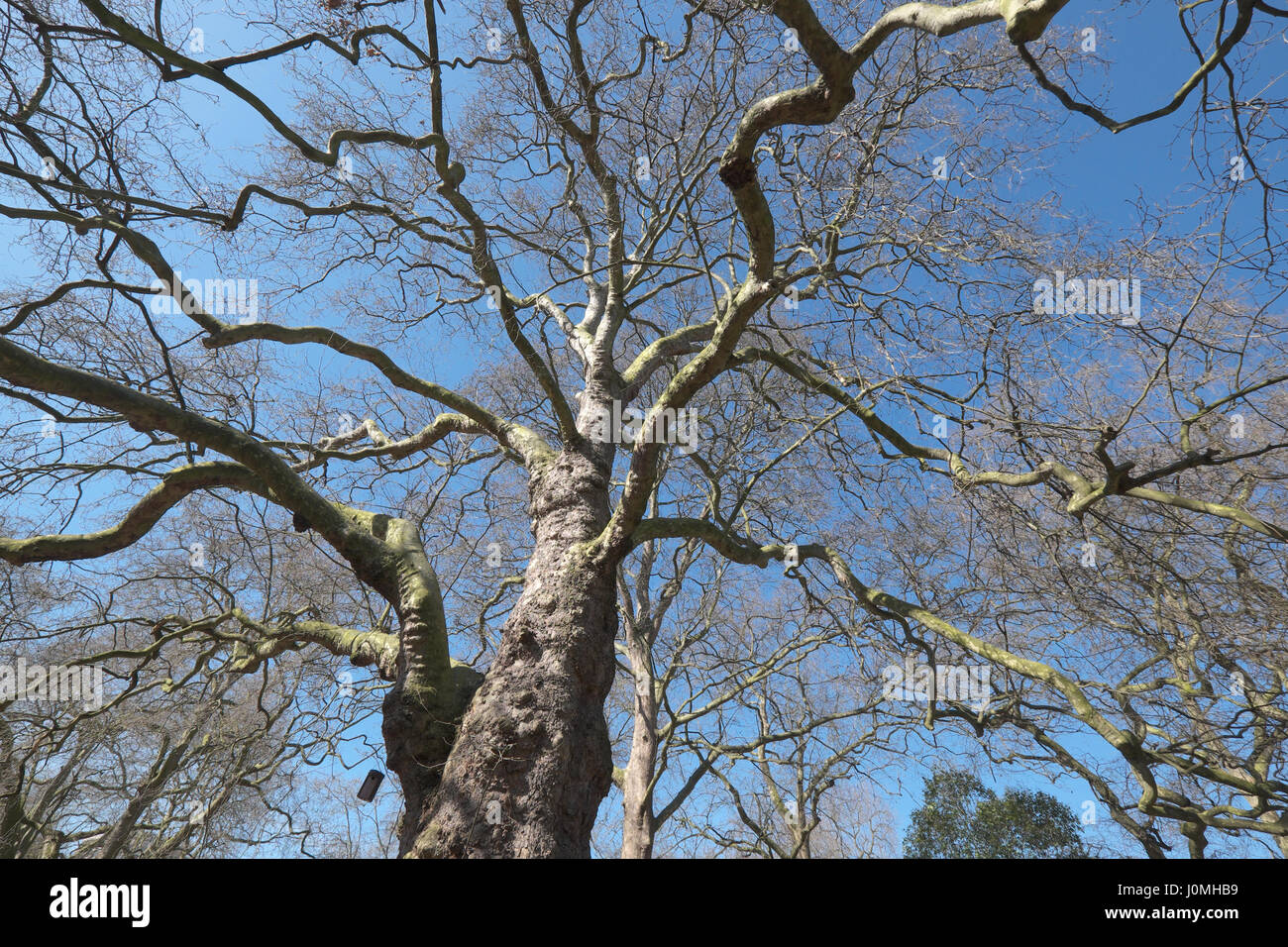 bare trees in winter in Lincolns inn field london england Stock Photo ...