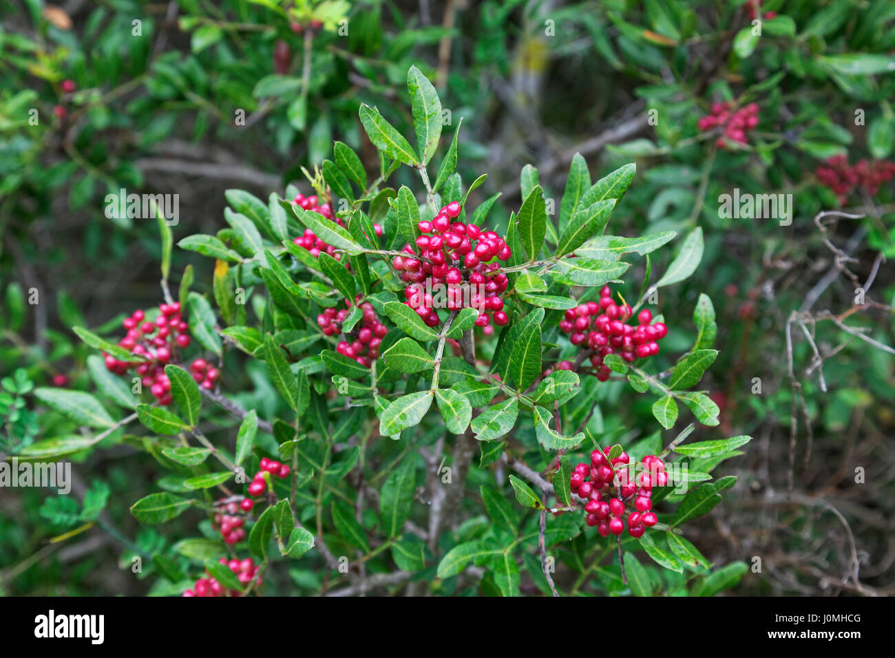 The berry of the mastic fruit on Mljet island, Croatia Stock Photo - Alamy