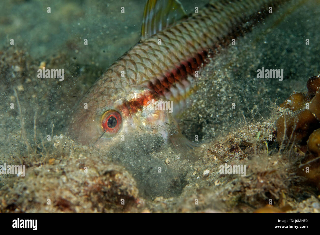 The striped red mullet or surmullet (Mullus surmuletus) from Mljet ...