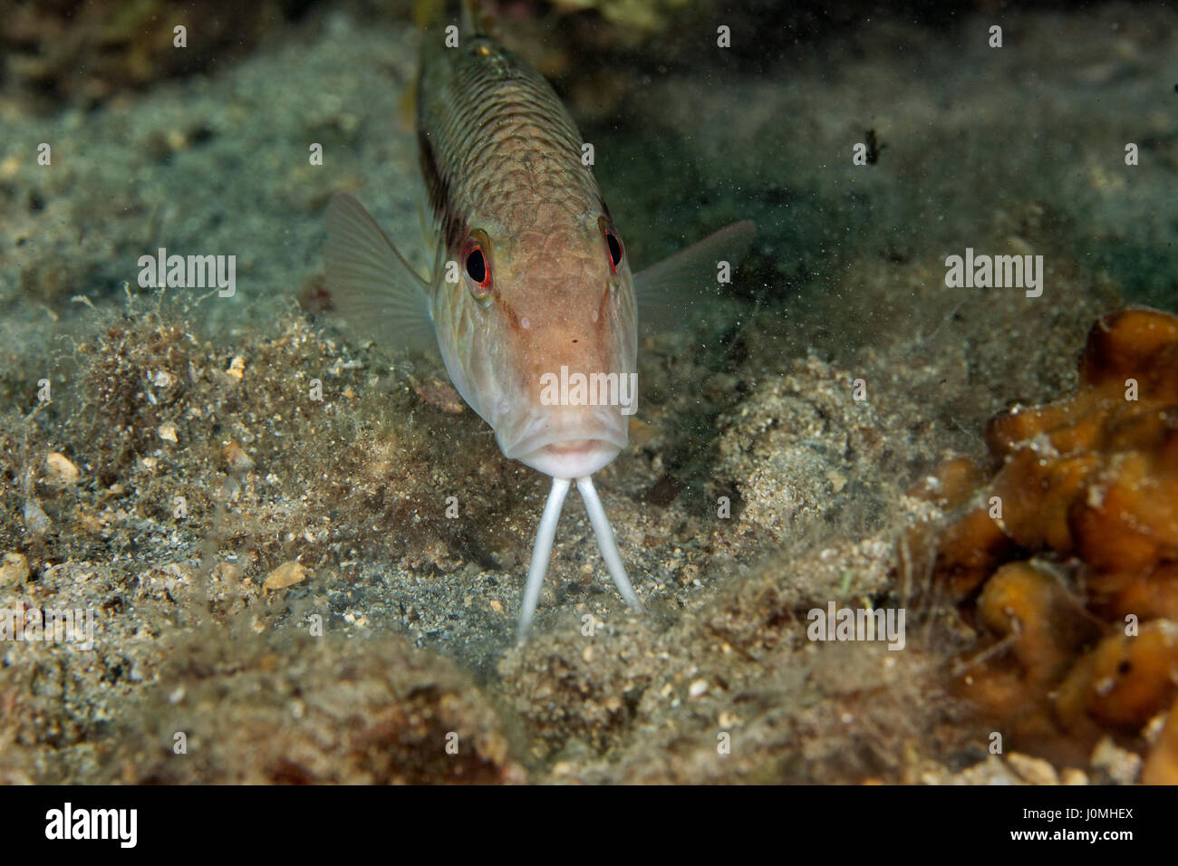 The striped red mullet or surmullet (Mullus surmuletus) from Mljet ...