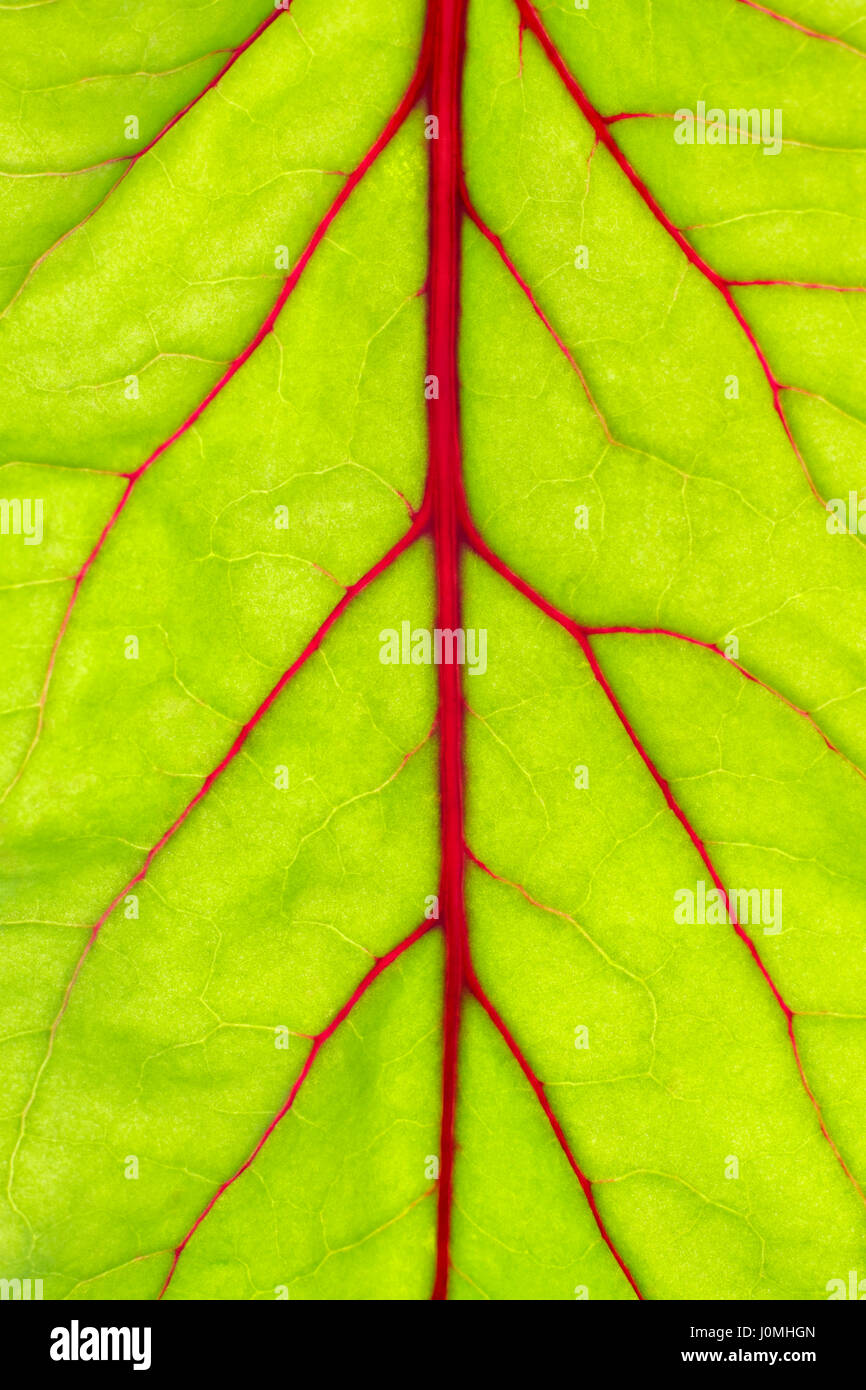 Beetroot leaf pattern. Backlight, close up view Stock Photo - Alamy