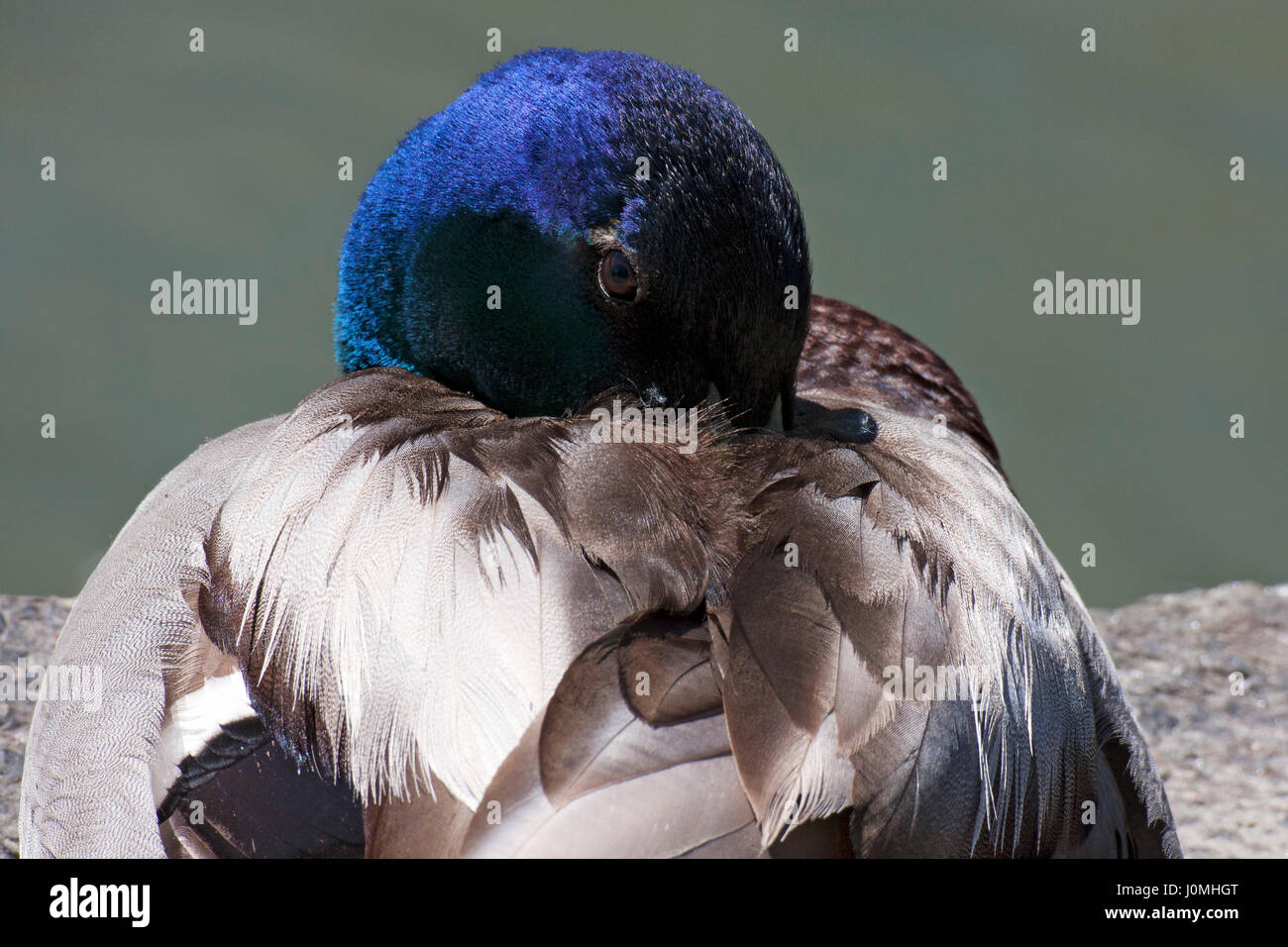 Portrait of a shy duck Stock Photo - Alamy