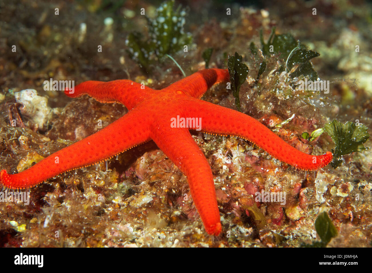 The mediterranean red sea star from Mljet Stock Photo - Alamy
