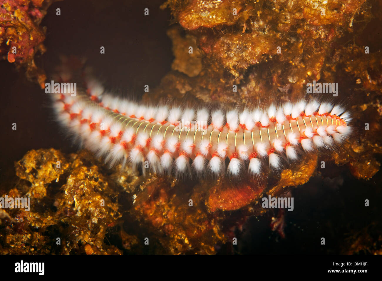 Bearded Fireworm High Resolution Stock Photography and Images - Alamy