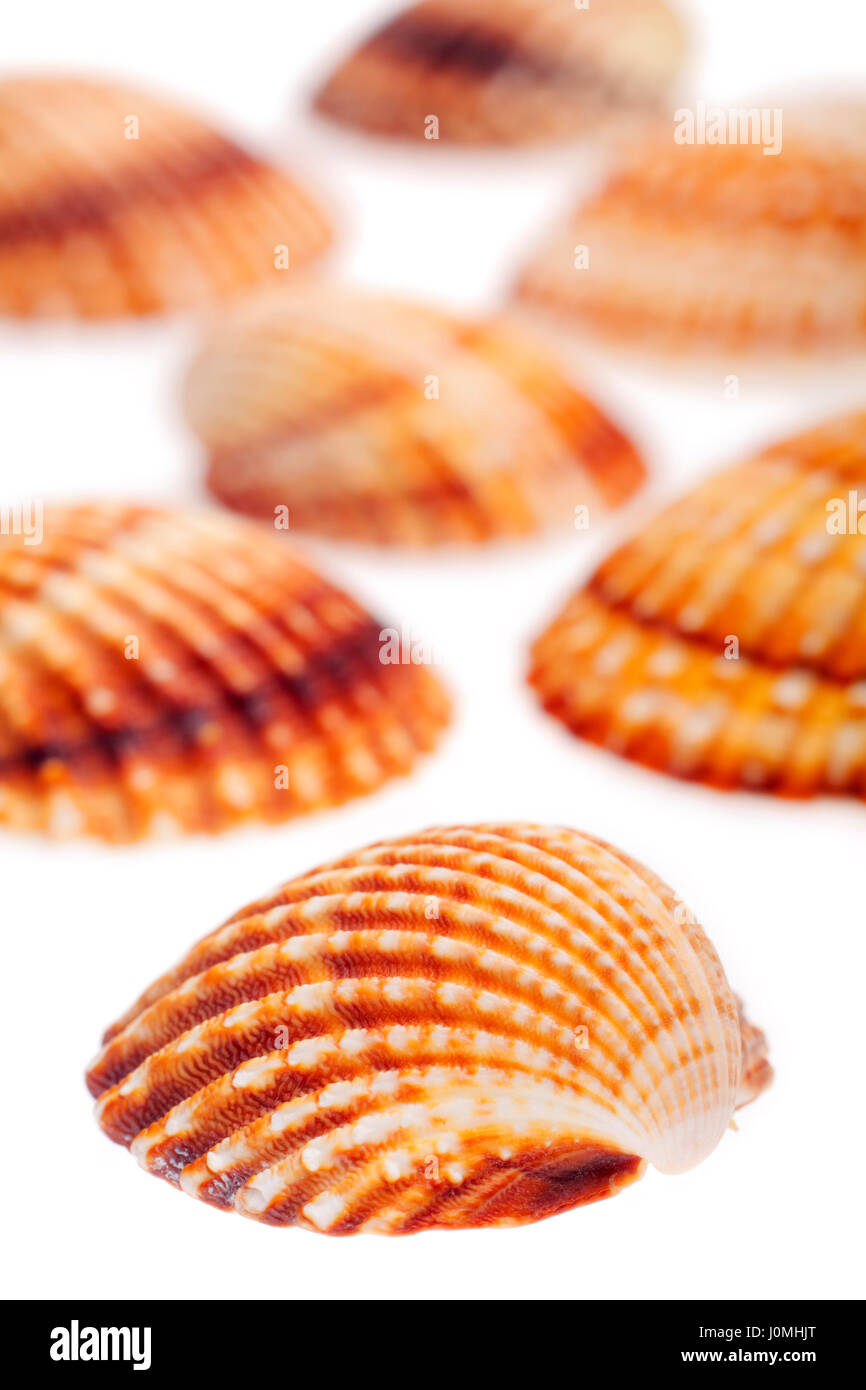 Rough cockle (Acanthocardia tuberculata) sea shells on white background ...