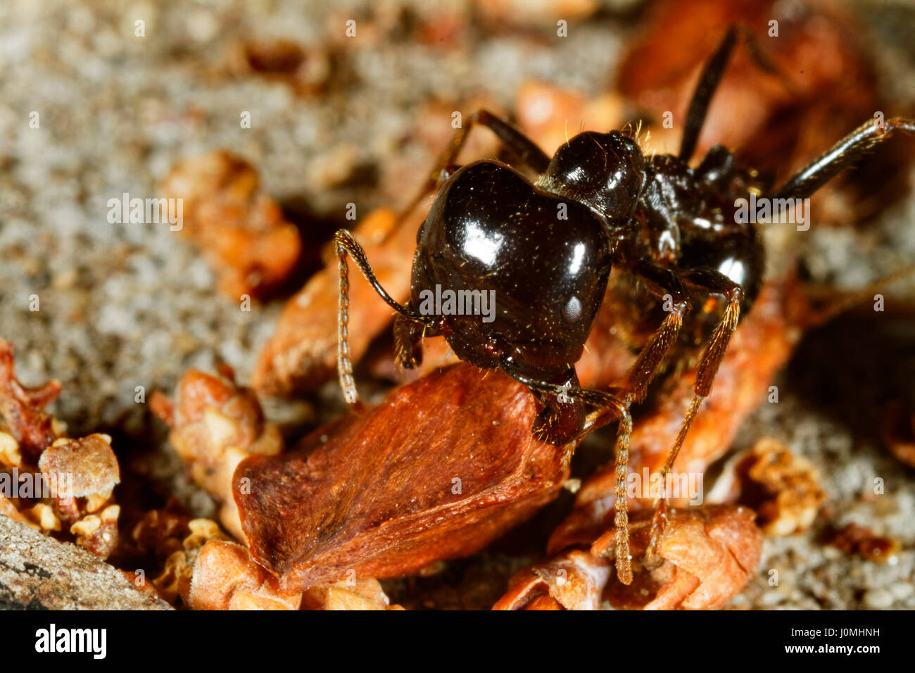 Ant island hi-res stock photography and images - Alamy